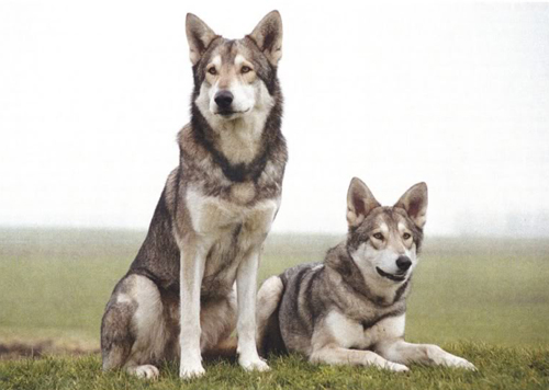 Elogio da Paixão : Cão lobo de Saarloos