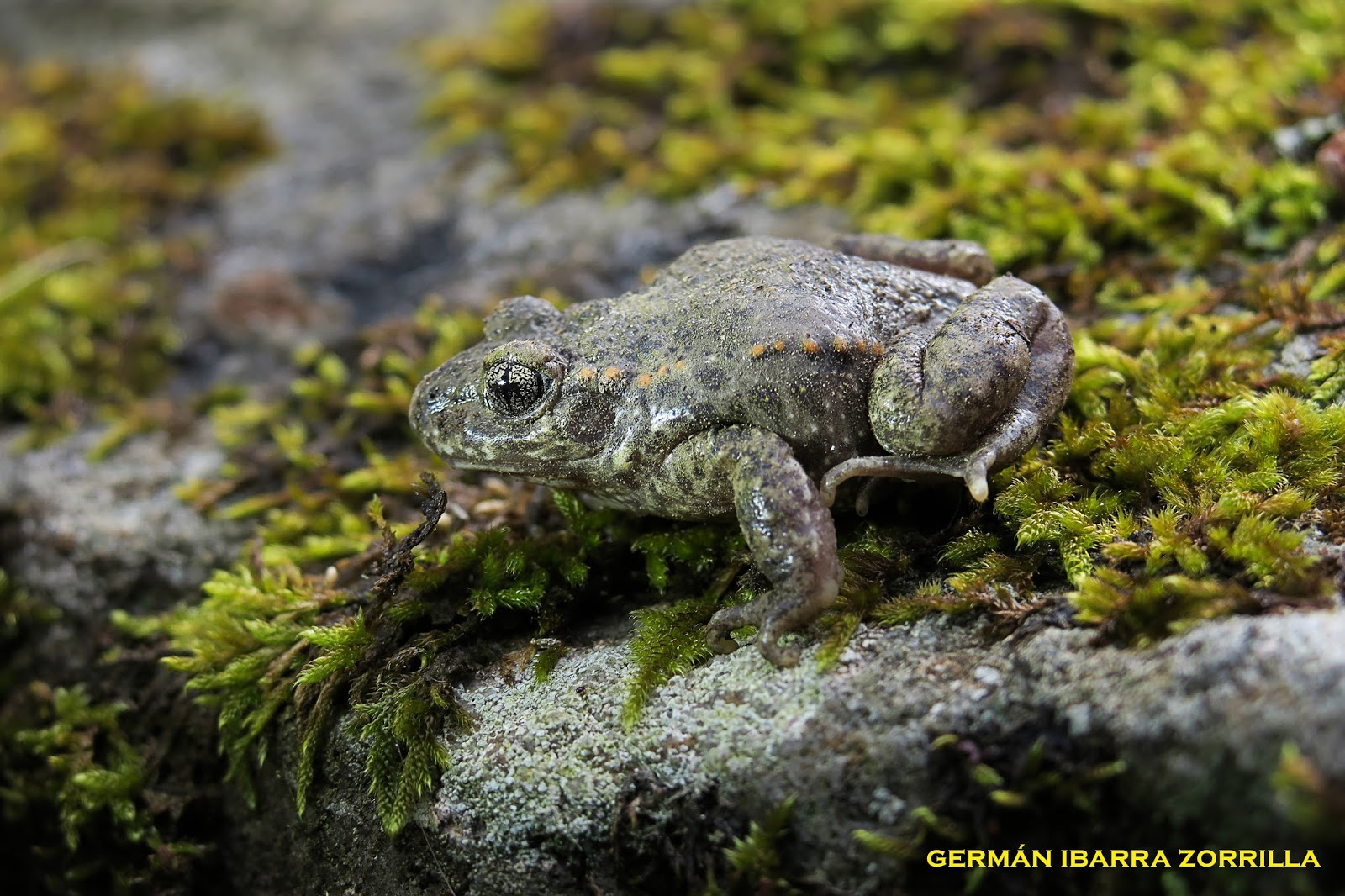 FAUNA COMPACTA el blog de Germán Ibarra Zorrilla: Sapo partero común ...