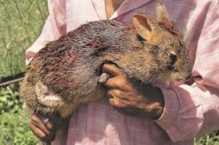 Hispid Hare