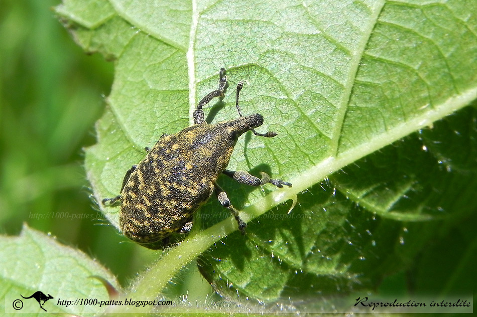 WILDLIFE GATEWAY: Charançons