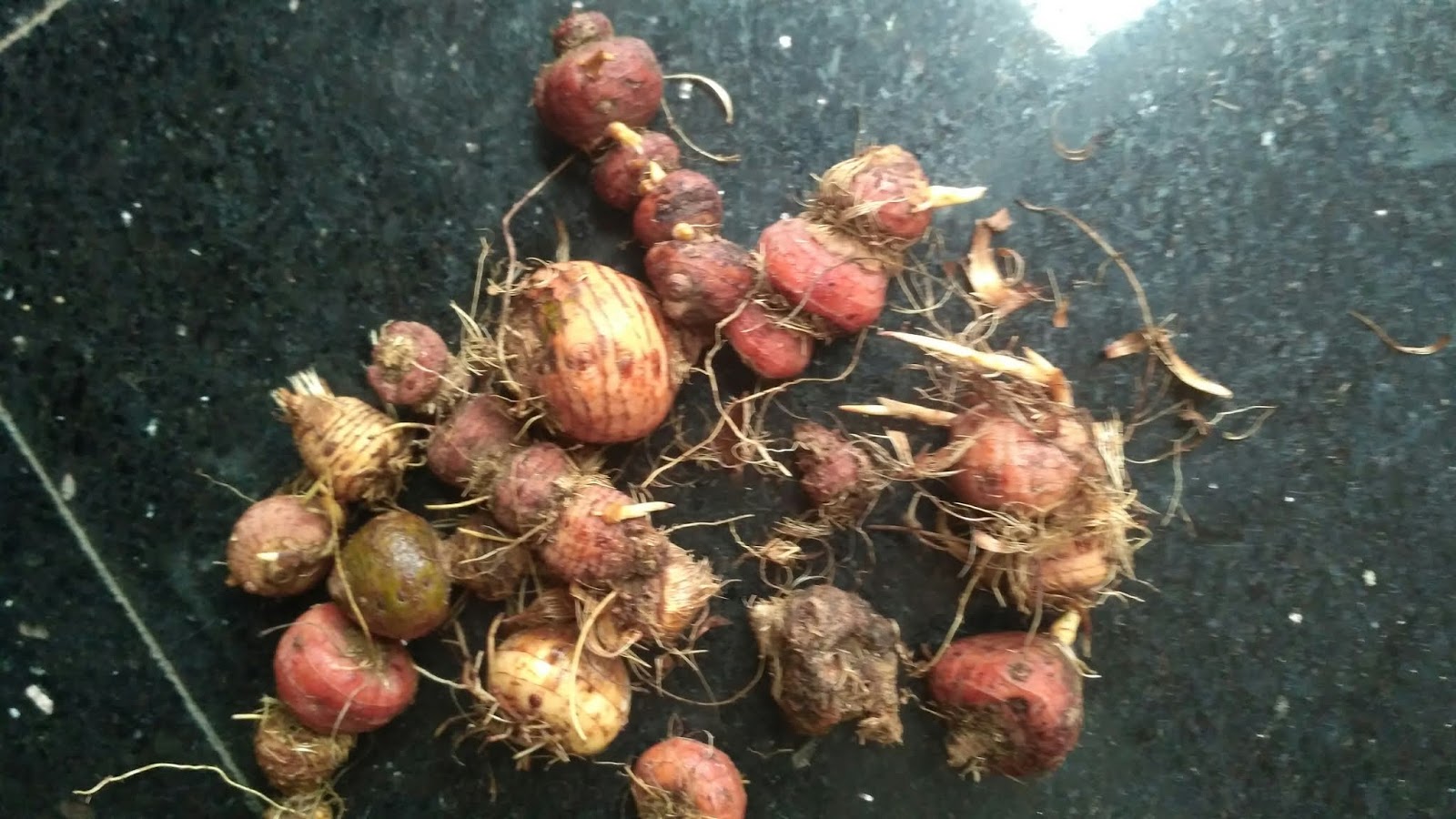 Kal Thamarai - Didymocarpus tomentosus