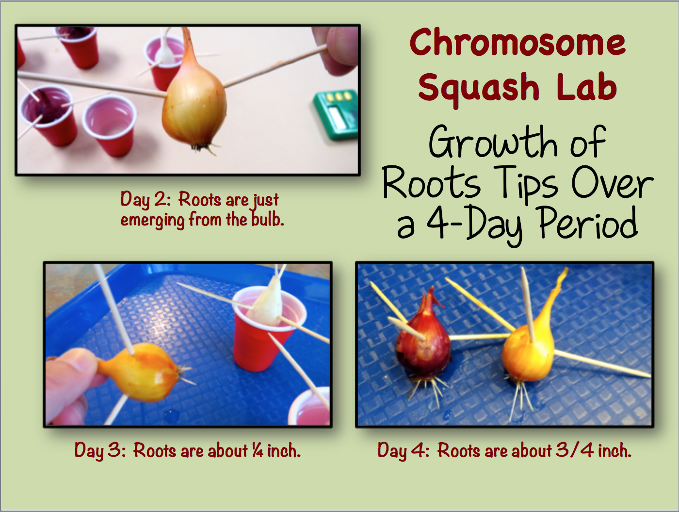 Amy Brown Science: Preparation of Chromosome Squashes