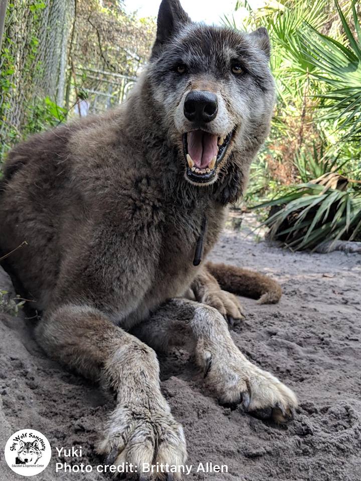 Yuki: Yuki, el perro-lobo mas gigante que vive en la reserva natural de ...