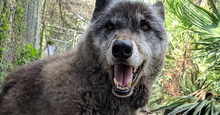 Yuki: Yuki, el perro-lobo mas gigante que vive en la reserva natural de ...