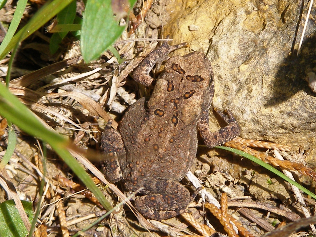 Blue Jay Barrens: Young Toads