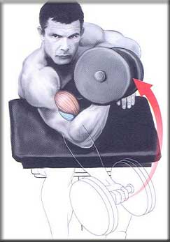 Rosca Scott - Exercícios Para Bíceps - Dicas de Musculação