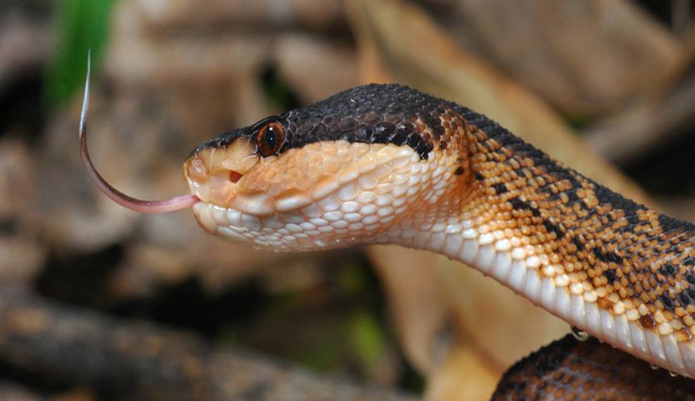 Cobrasserpentes: Black-headed surucucu