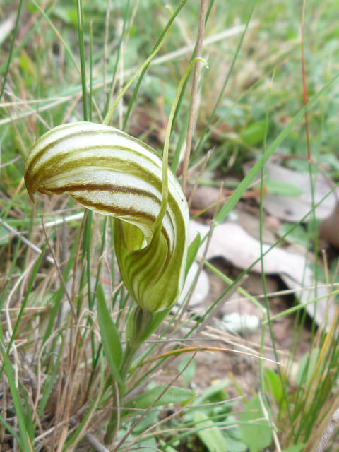 Little Dumpies and friends