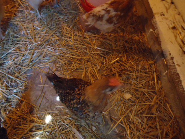 Cottage Farmette: Chicken Movers
