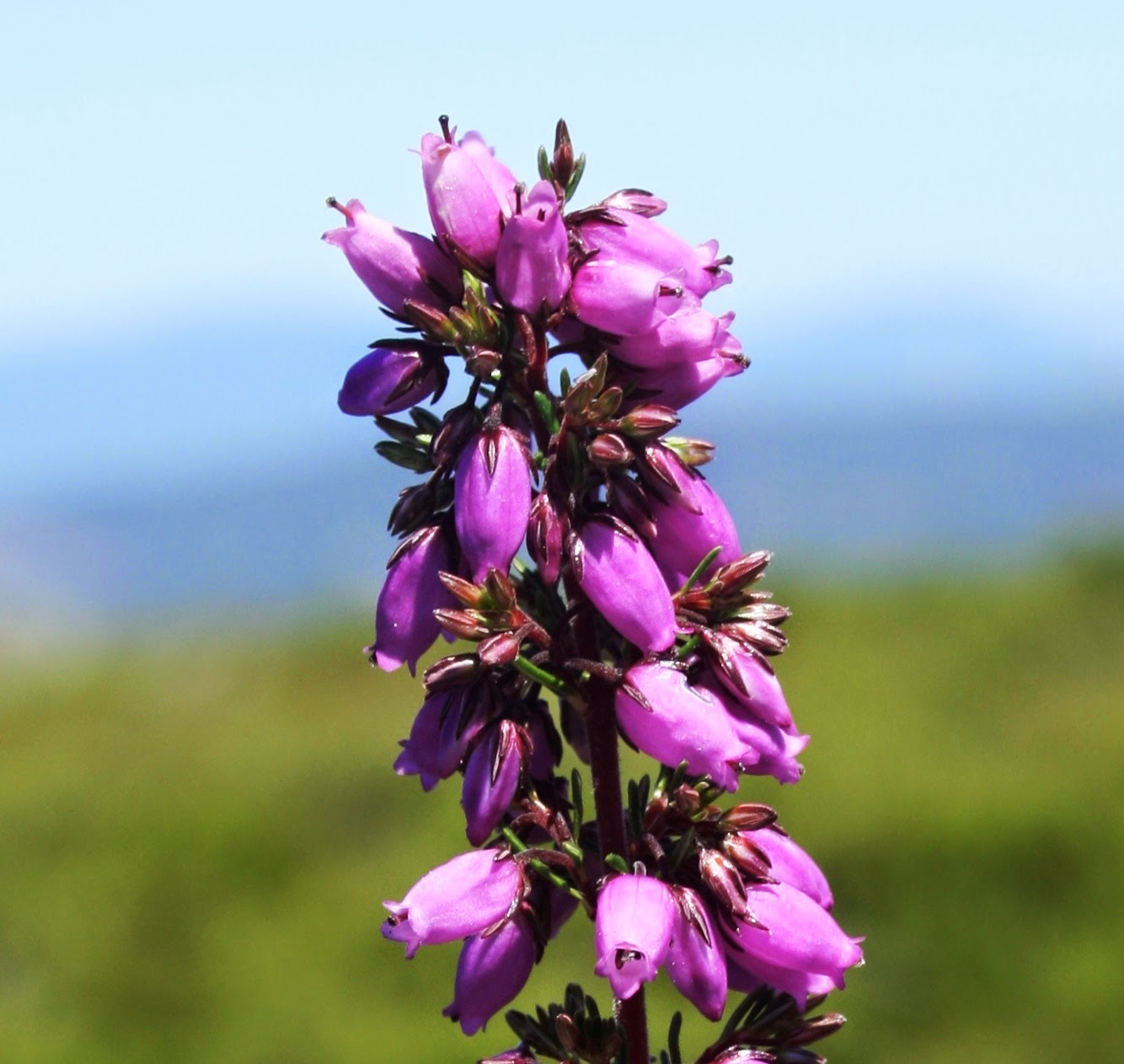 Plantas: Beleza e Diversidade: Negrela (Erica cinerea)