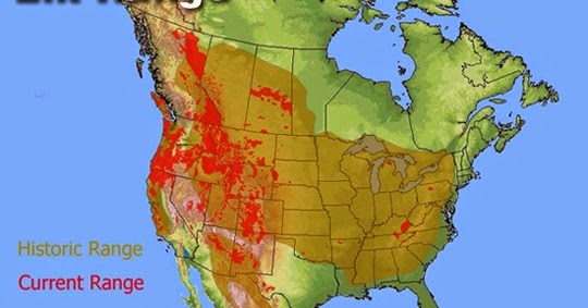 Hope: Elk Populations of the East: Past, Present, and Future, as the ...