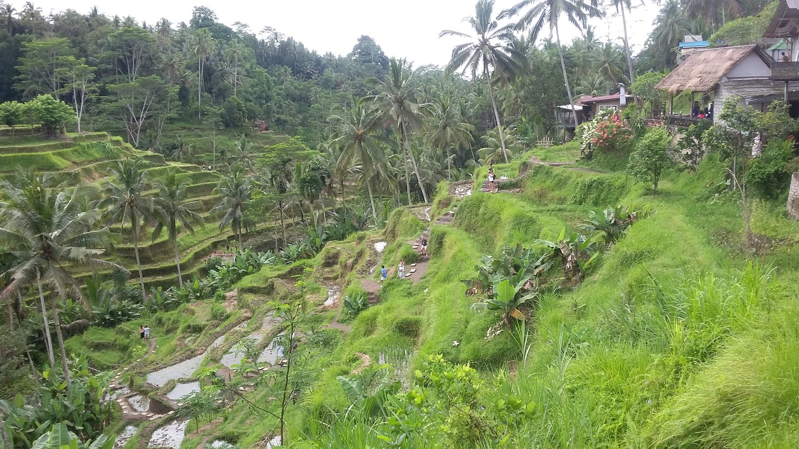 Famoso Bali's Place : Terasering Sawah Tegalalang Ubud Bali