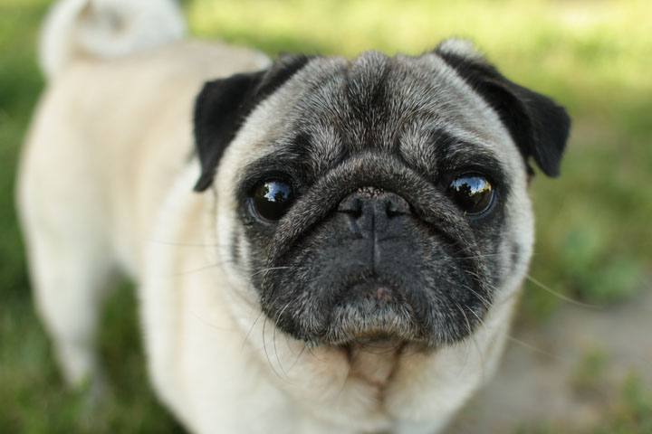 Lily - Pug