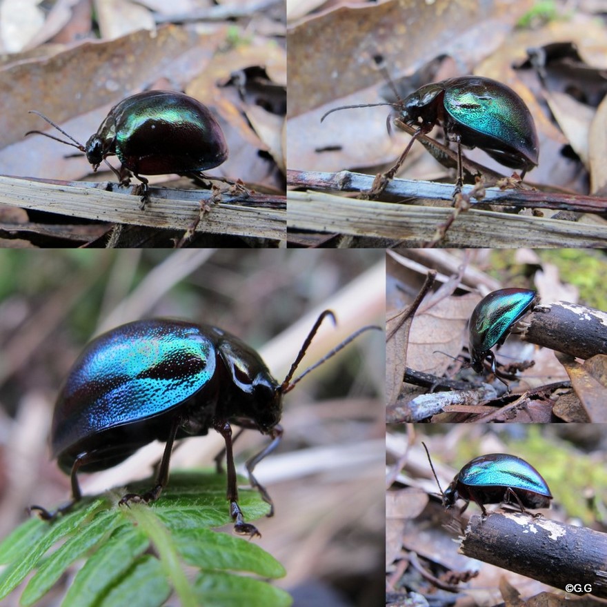 Nature Wonders Gershonized: Papua New Guinea collection of insects 9_2011