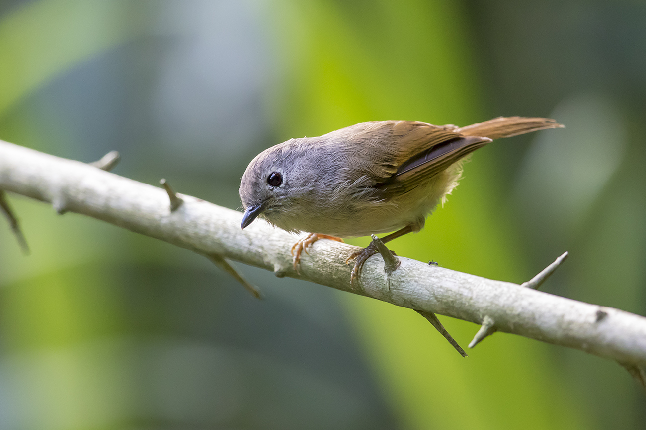 As The Crow Flies - a Hong Kong Birding Blog: Searching for the ...