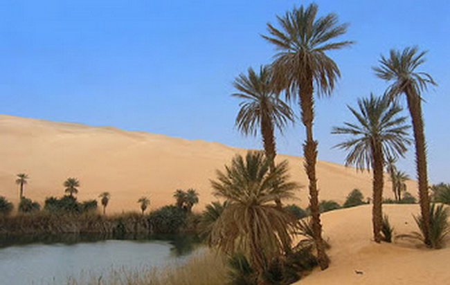 Keindahan oasis di gurun pasir ~ Web office
