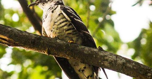 Indian cuckoo | Birds of India | Bird World