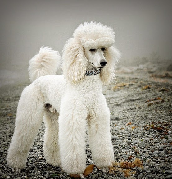 Animales mas bonitos del mundo: ¿Cuales son los animales mas bellos del ...