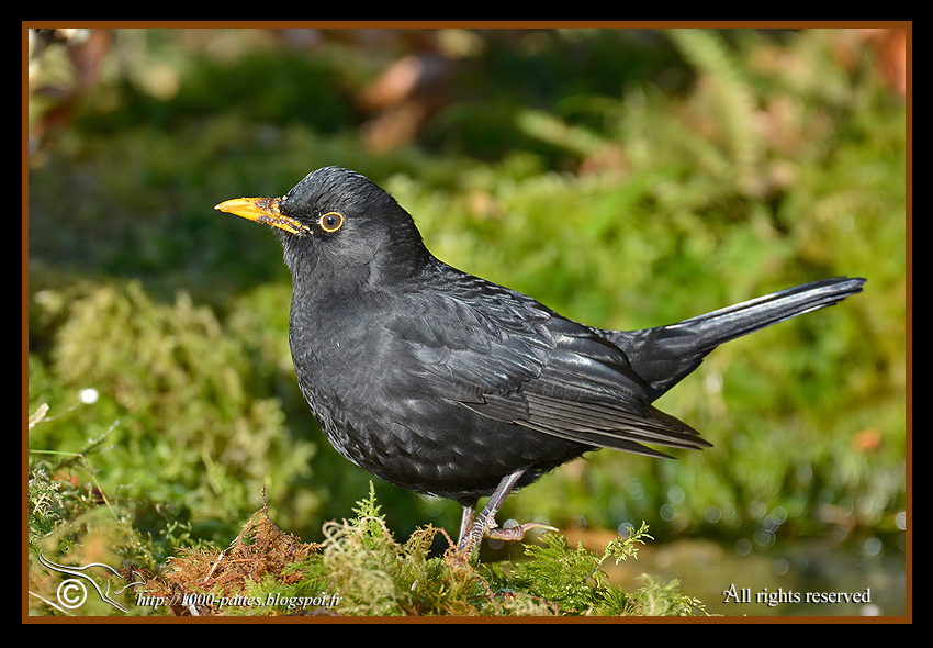 WILDLIFE GATEWAY: Merles noirs et merlettes