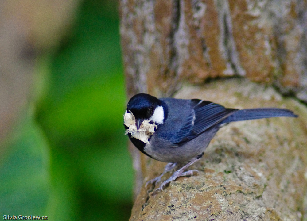 Japan: Kabira Bay und zu Fuss nach Yonehara ~ Unterwegs in der Welt
