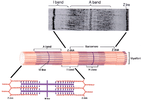 How fit can I actually get?: More Than You Ever Wanted to Know About ...