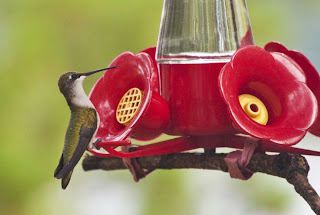 Teratology: Native Birds of Cape Cod