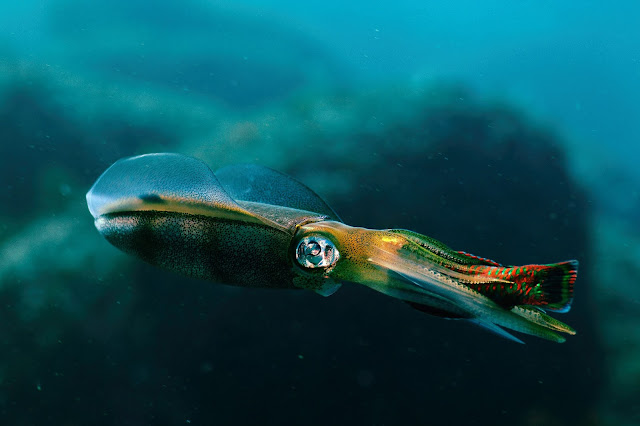 Peroratio: (2013/448) Sépias, charmosíssimos animais marinhos...