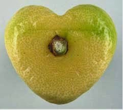 5 Buah dan Sayur Dengan Bentuk yang Unik