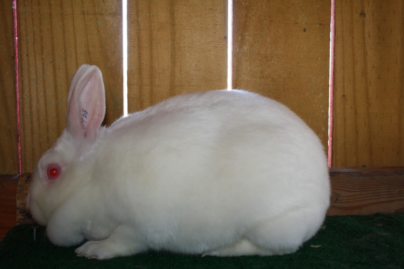 Modern Day Redneck: It's Just What Rednecks Do On Our Days Off