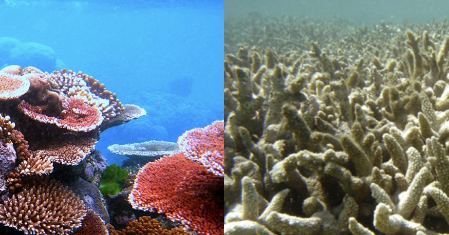 The EEB & Flow: Losing the rainforest of the sea: Coral reef decline ...