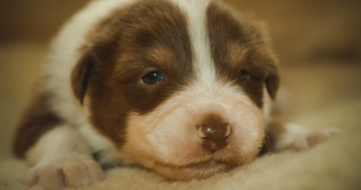 "Brown nose" nghĩa là gì?