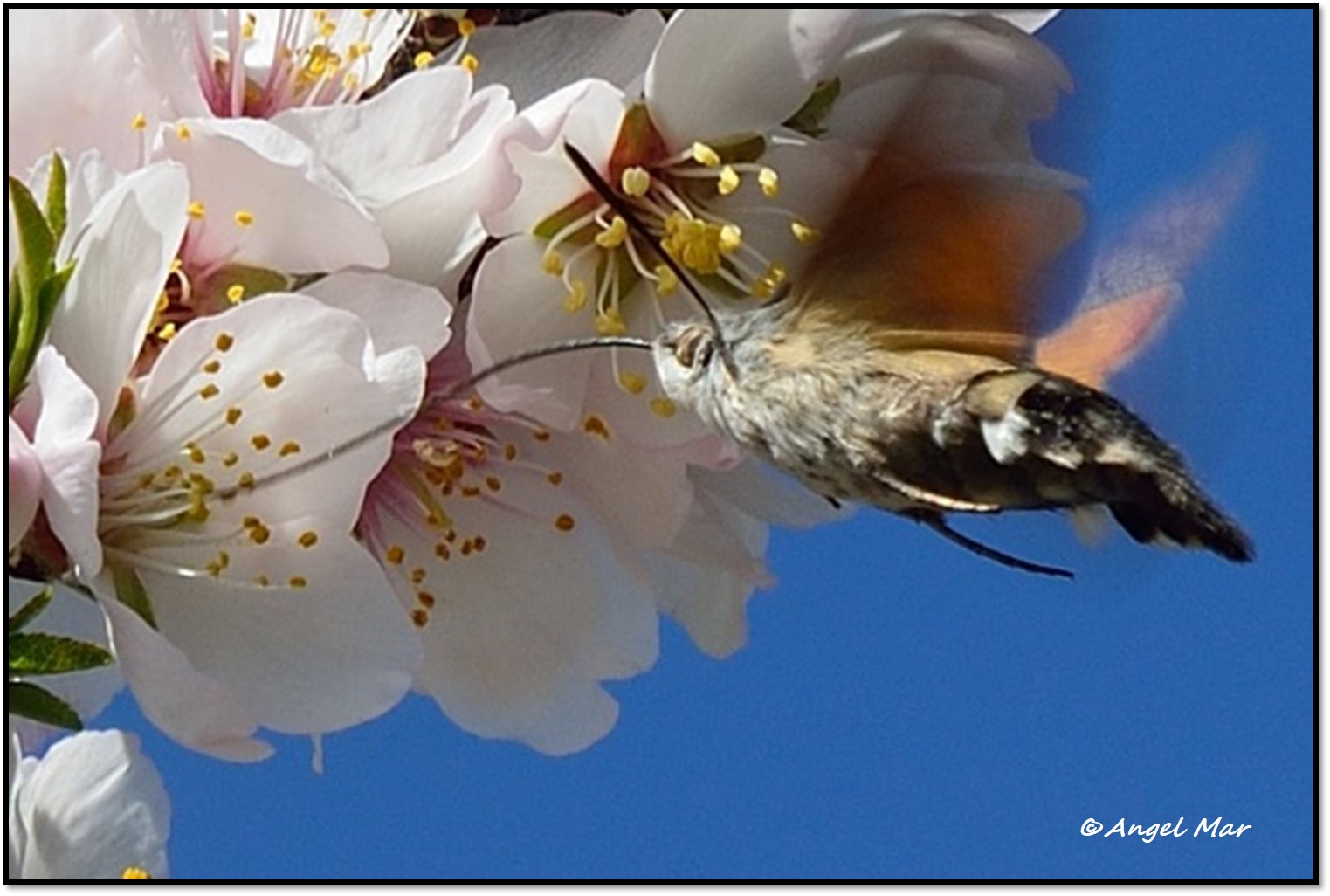 Butterflies and Dragonflies: Macroglossum stellatarum (Polilla Esfinge ...