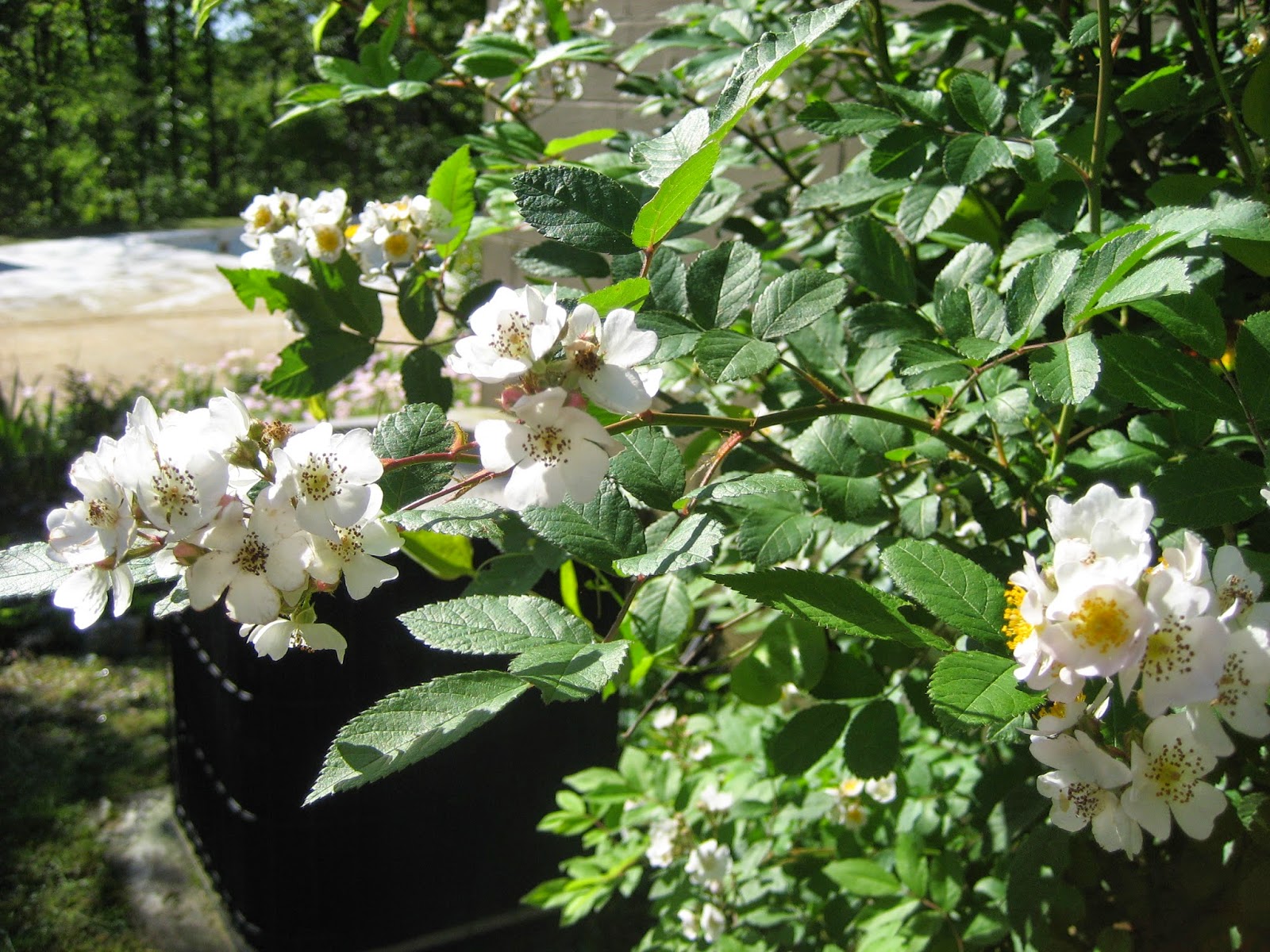 Discovering His Creation: Wild Rose (Rosa Multiflora) Japanese Rose