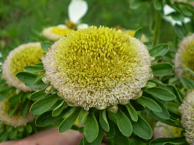 Kebun Menabur Dan Menuai: Bunga ASter Hulk