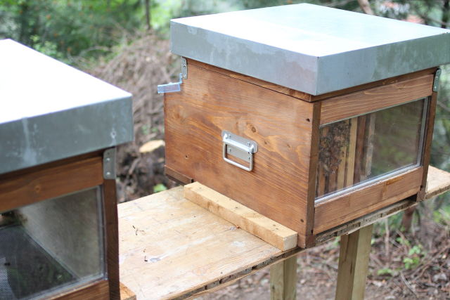 LE API E L'APICOLTURA - APIMANIA: ARNIA TRASPARENTE