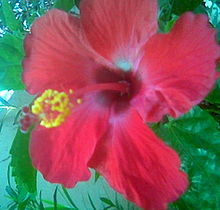 Shoe Flower (Jasood)(Hibiscus Flower)