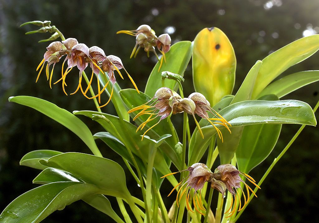 Masdevallia ova-avis care and culture | Travaldo's blog