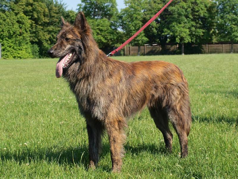 Dutch Shepherd Association: LongHaired