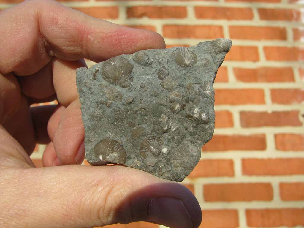 Views of the Mahantango: Dalmanella brachiopod from the Verulam Fm.