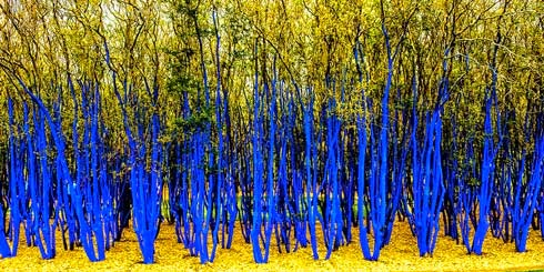 Ecolhoroscopia: Si ves un árbol azul, sabe que Konstantin Dimopoulos te ...