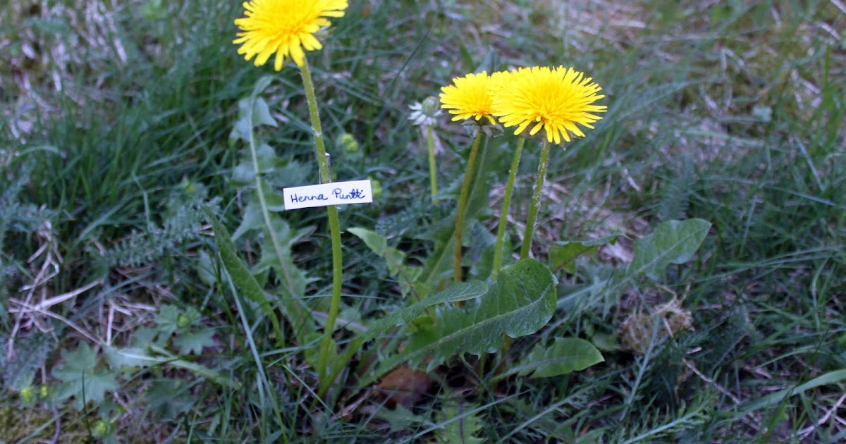 Kasveja Suomesta: Voikukka (Taraxacum officinale)