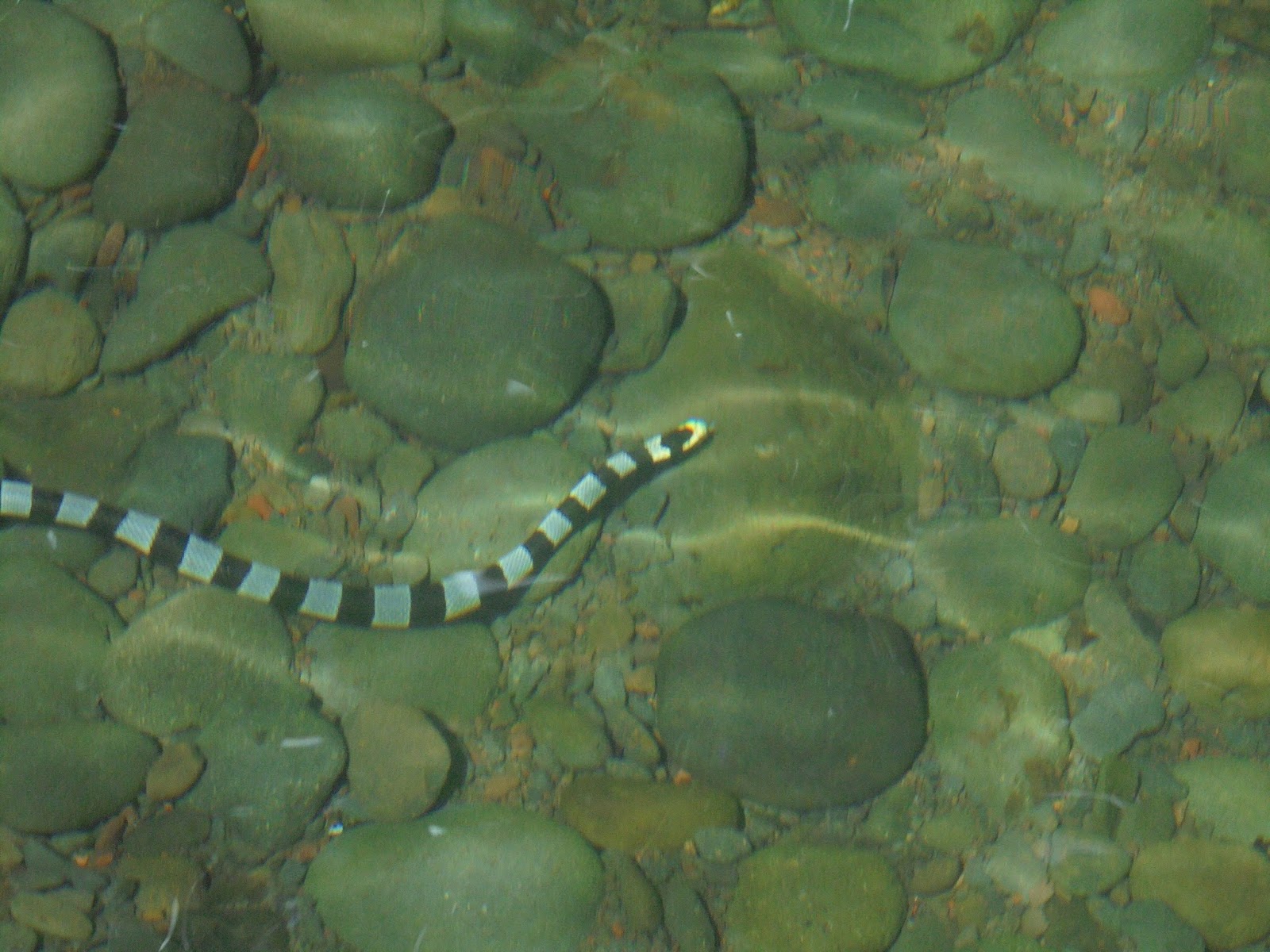 Vermeeren Fiji Mission: Feb 14th