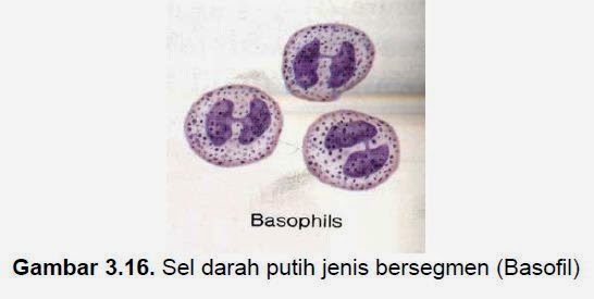 Sel Darah Putih ( Leucocyte ) | Ilmu Kesehatan