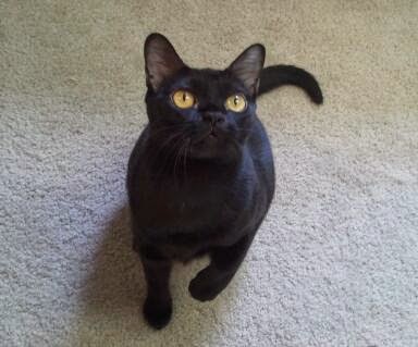 BayMoonDesign: American Bombay Cats and Folklore