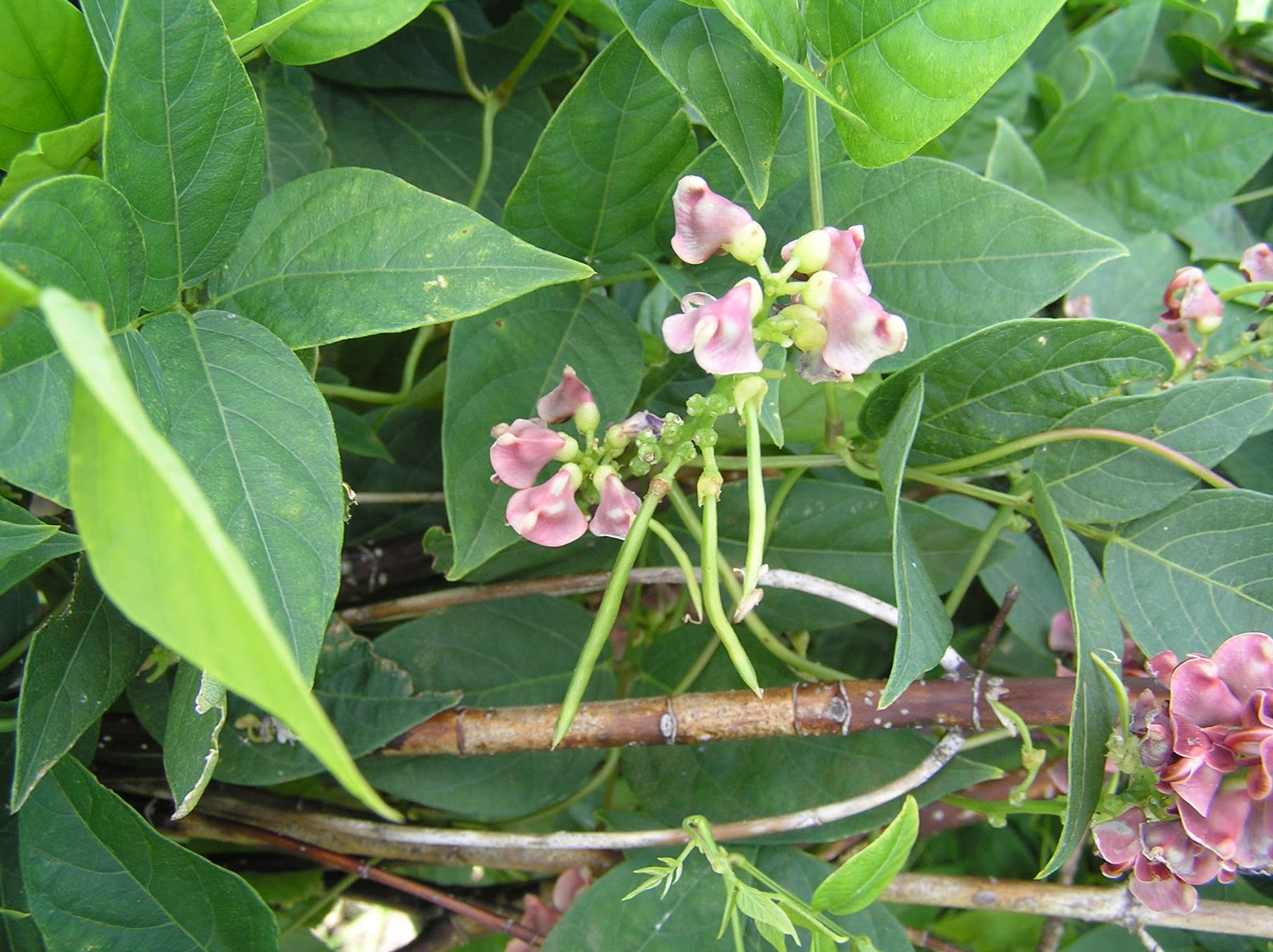 Rare Edible Root Crops: My apios