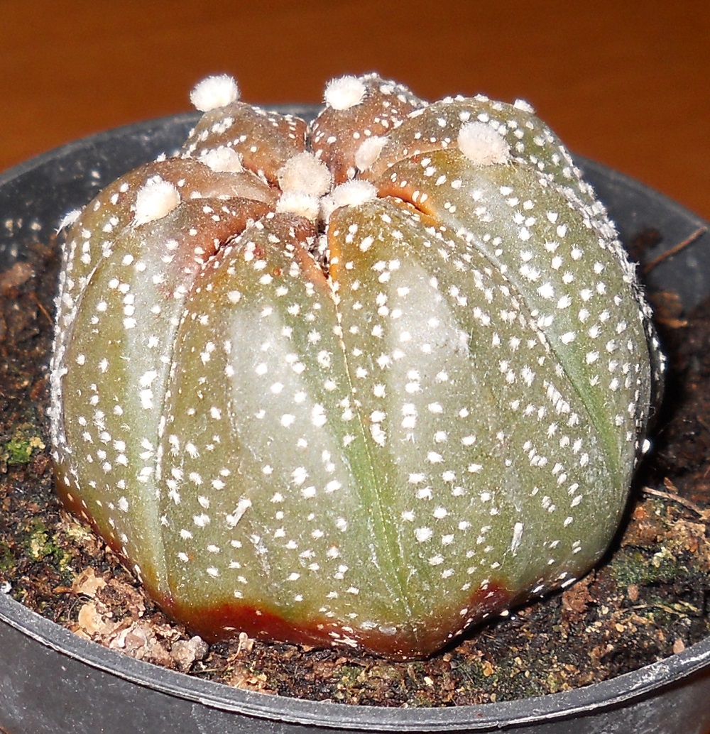 Plantas para hombres: cactus