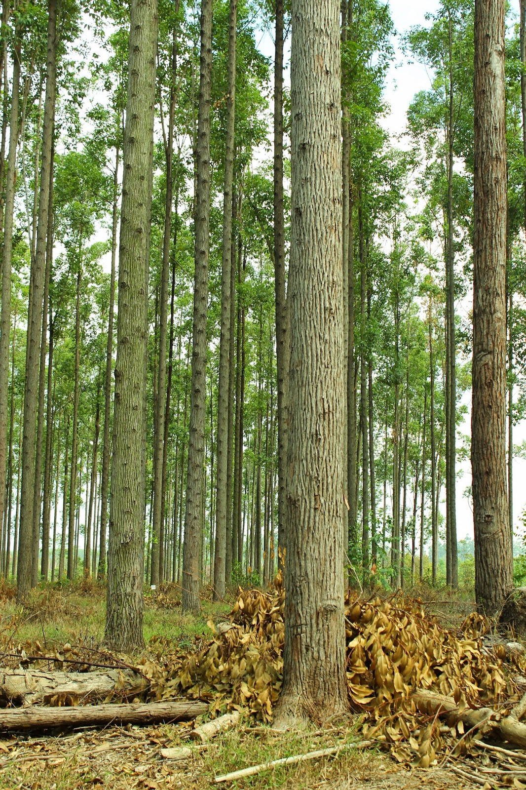 Kebun Benih Eucalyptus pellita HTI PT. Musi Hutan Persada ~ HUTAN ...