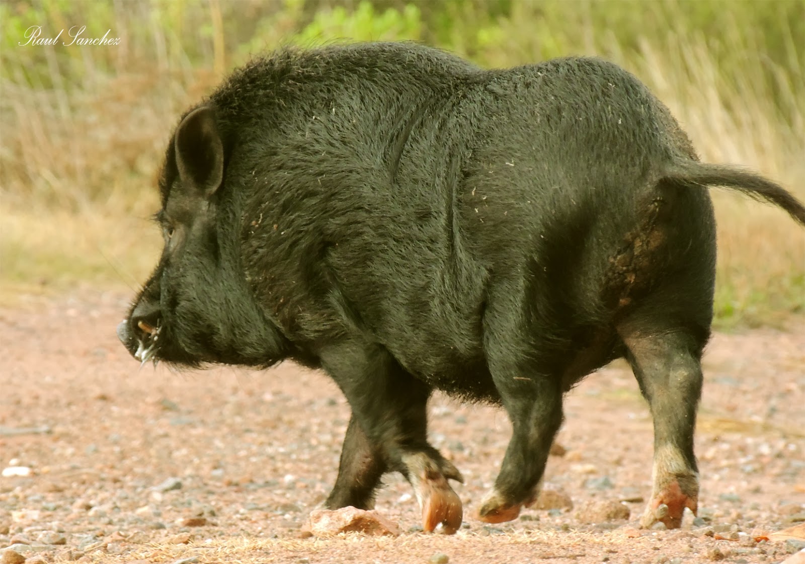 Naturaleza Viva : diciembre 2013