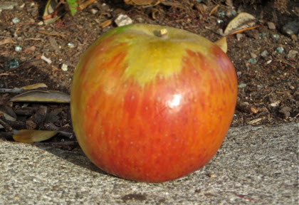 Katharine * - Adam's Apples