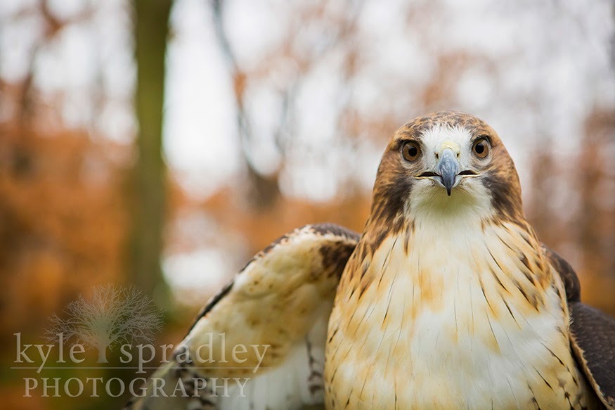Kyle Spradley Photography Blog: Mizzou Raptor Rehab Kyle Spradley Photography Blog: Mizzou Raptor Rehab